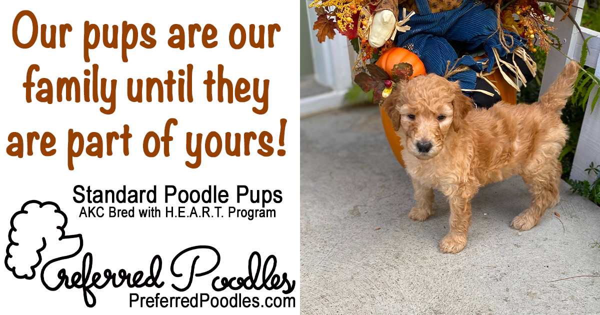 Poodle Gallery - Adopt an AKC Standard Poodle Pup