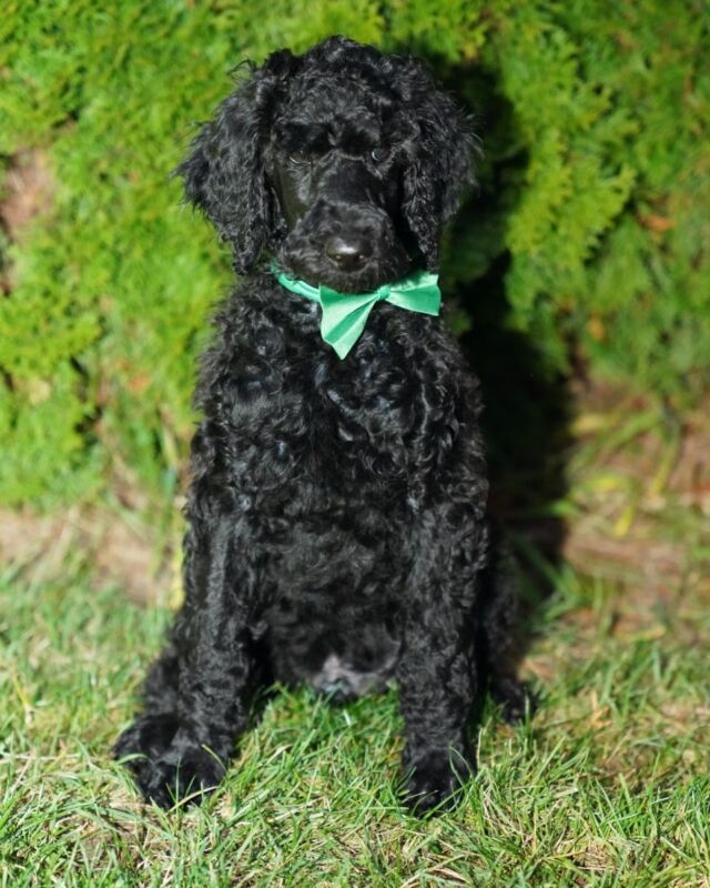 Poodle Gallery - Adopt an AKC Standard Poodle Pup