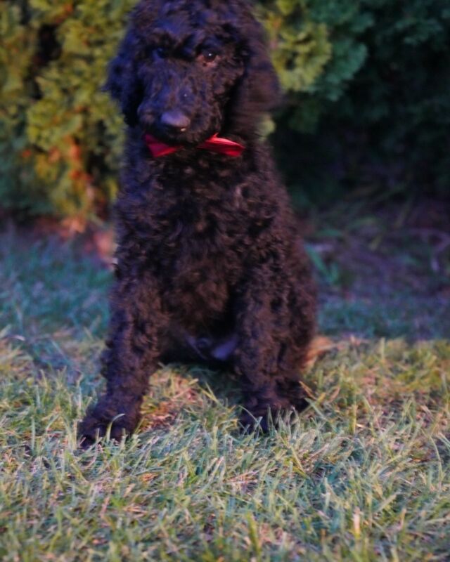 Poodle Gallery - Adopt an AKC Standard Poodle Pup