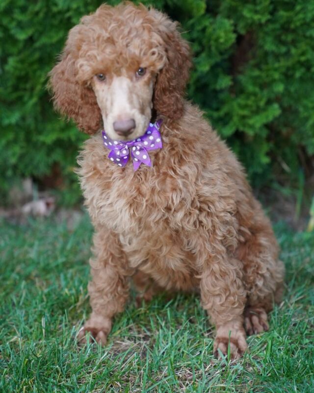 Poodle Gallery - Adopt an AKC Standard Poodle Pup