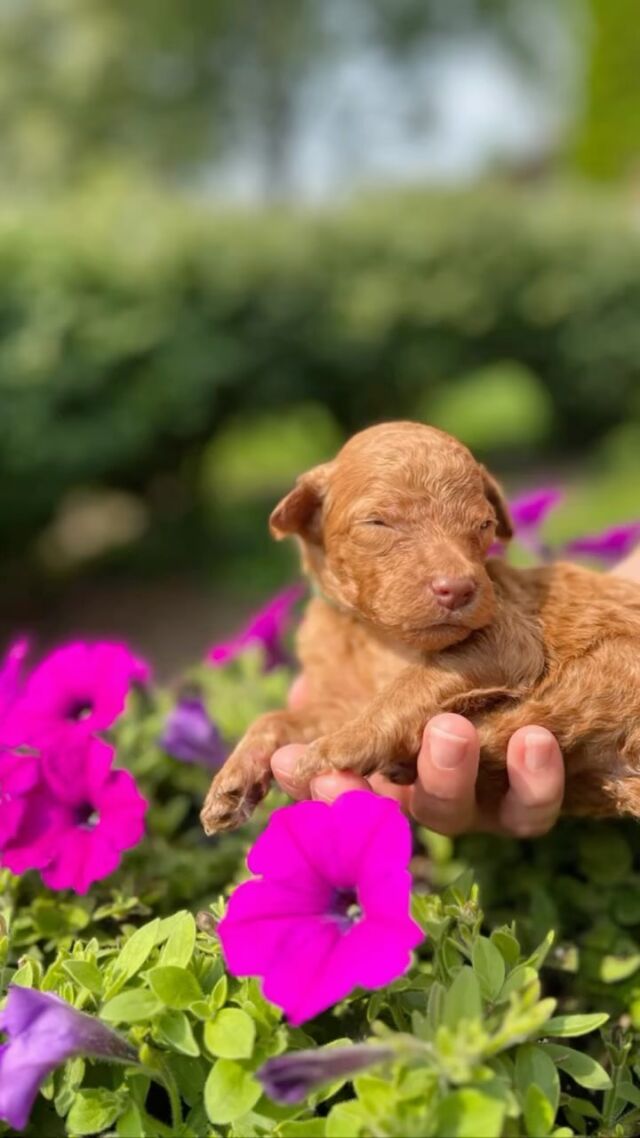 Poodle Gallery - Adopt an AKC Standard Poodle Pup