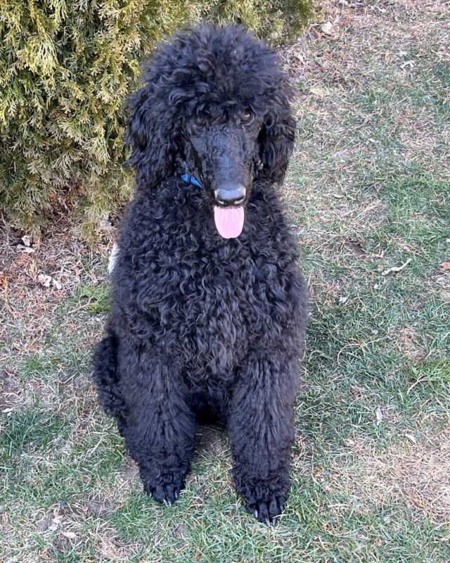Poodle Gallery - Adopt an AKC Standard Poodle Pup